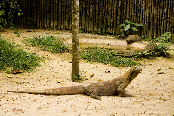 Komodo dragon | Project Noah