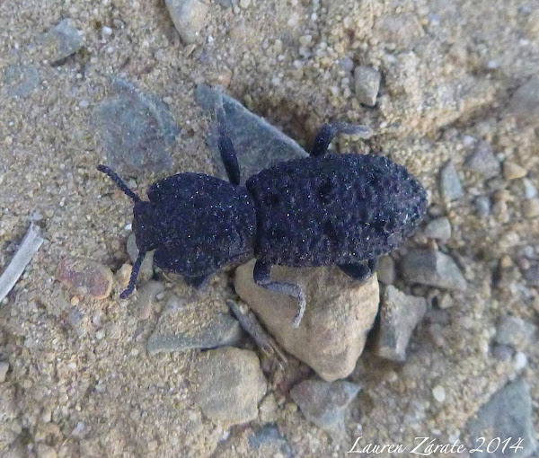 Diabolical Ironclad Beetle | Project Noah