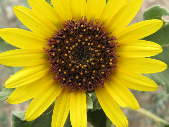 Wild Sunflower | Project Noah