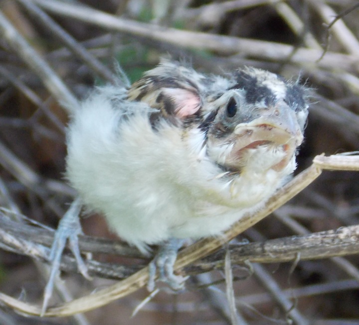 Unknown Bird | Project Noah