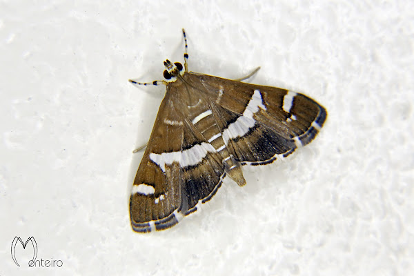 Maize Moth | Project Noah