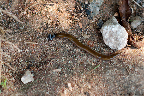 Hammer Head Worm | Project Noah