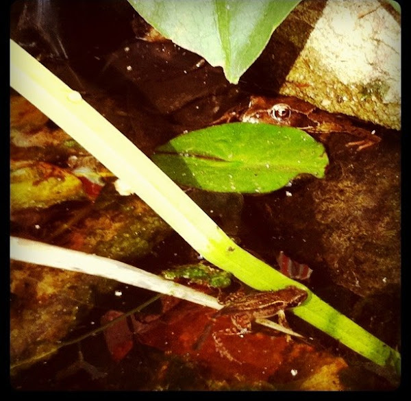 Common frogs | Project Noah