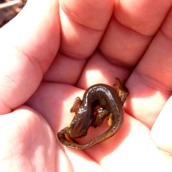 Red-spotted newt | Project Noah