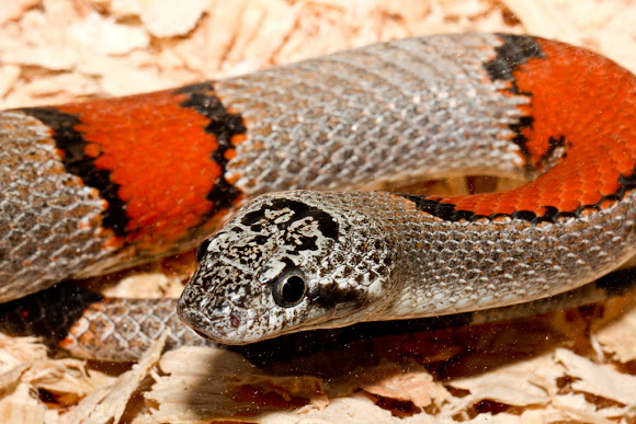Grey-banded Kingsnake | Project Noah