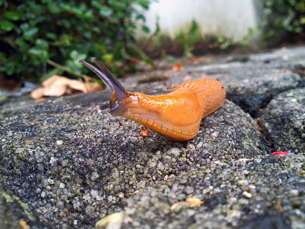 Red slug | Project Noah