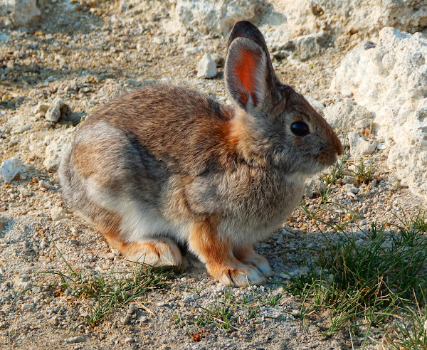 Nuttall's Cottontail | Project Noah