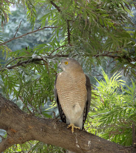 Little banded Goshawk? | Project Noah