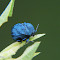 Chlamisus beetle | Project Noah