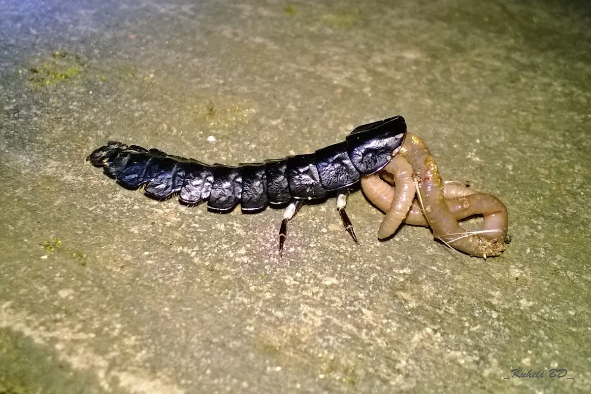 Firefly Larvae | Project Noah