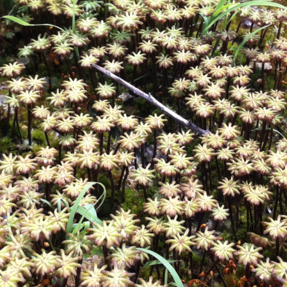 Liverwort | Project Noah