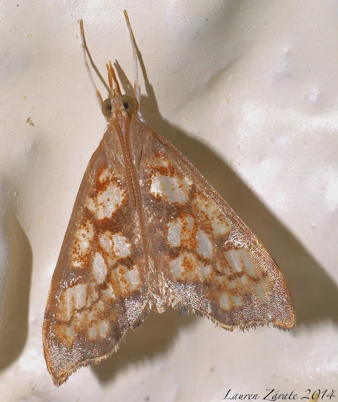 Crambid Moth | Project Noah