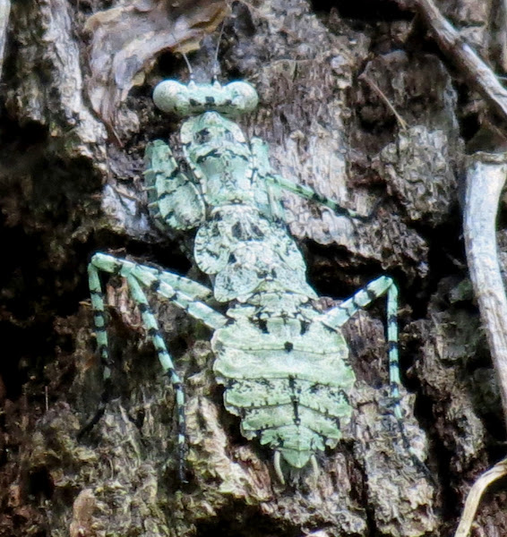 Florida bark mantis | Project Noah