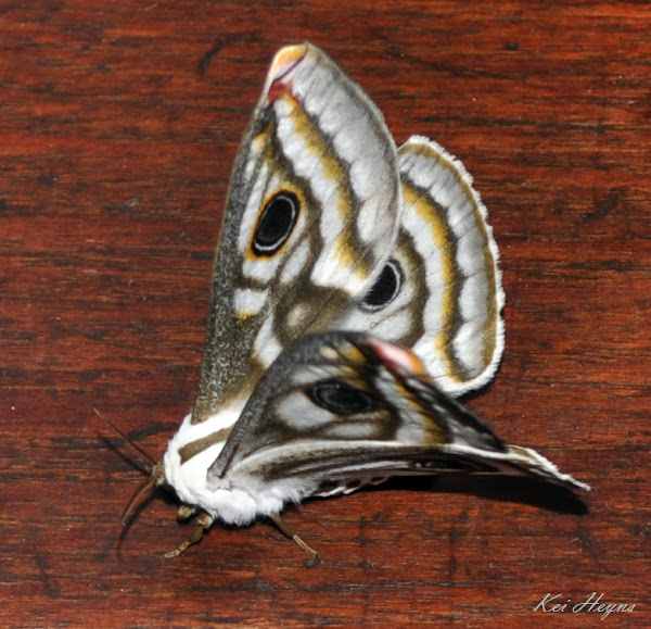 Southern Marbled Emperor | Project Noah