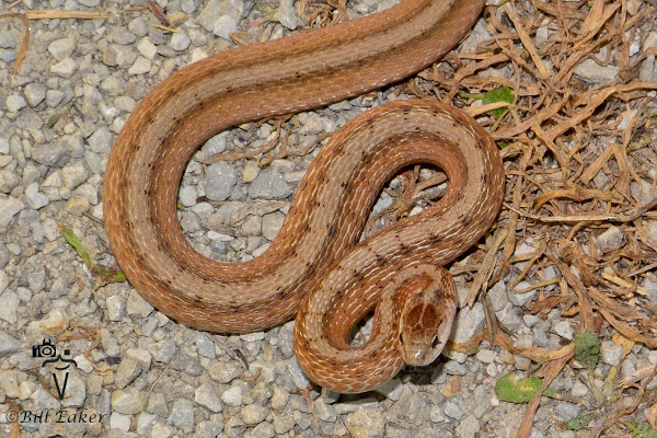 DeKay's Brown Snake | Project Noah