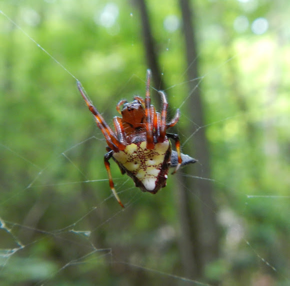 Arrowhead Spider | Project Noah