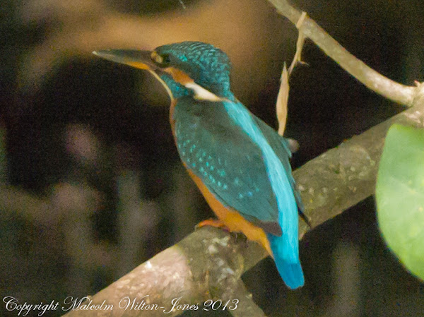 Common Kingfisher | Project Noah