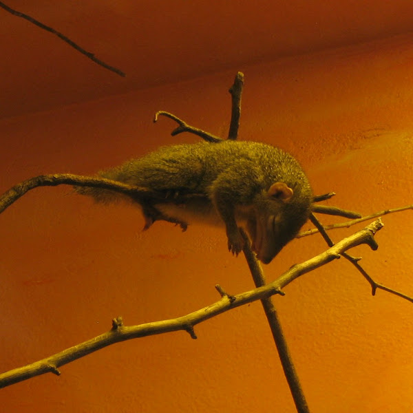 Common Tree Shrew | Project Noah