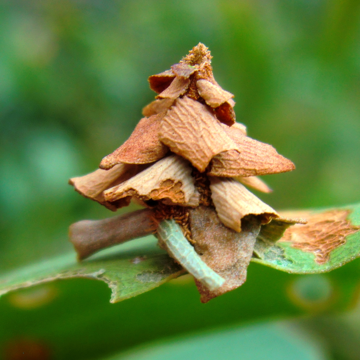 Leaf Case Moth | Project Noah