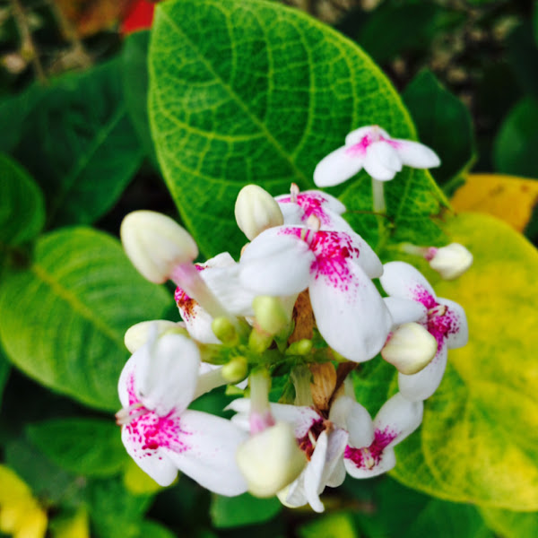 Yellow veined eranthemum | Project Noah