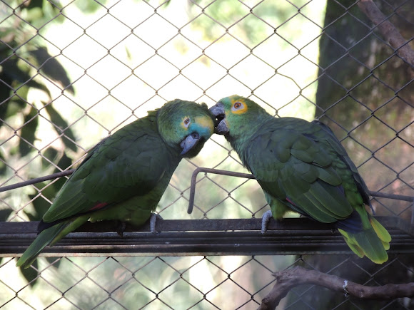 Turquoise-Fronted Amazon/Blue-Fronted Parrot | Project Noah