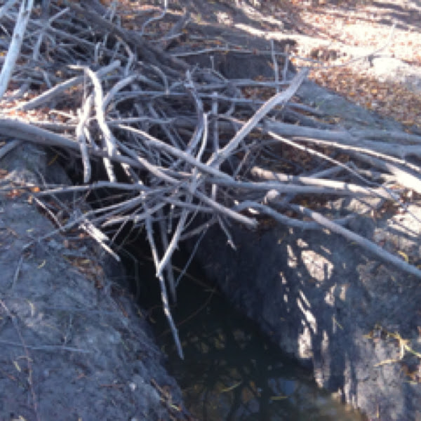 Nutria den | Project Noah