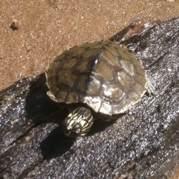 Sabine Map Turtle | Project Noah