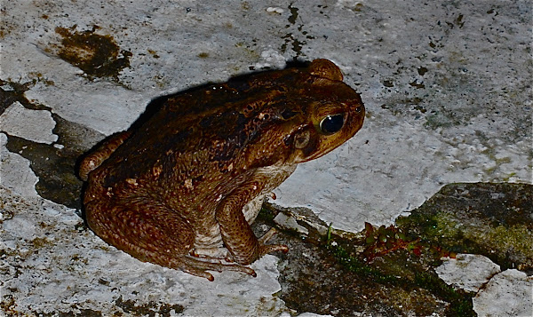 Bufo Frog | Project Noah