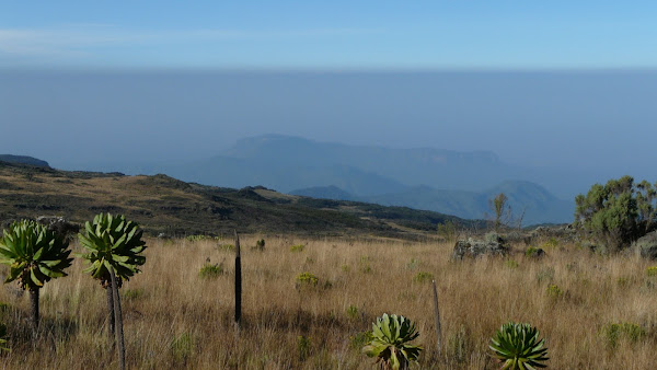 Giant Groundsel | Project Noah