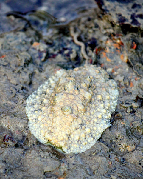 sea hare | Project Noah