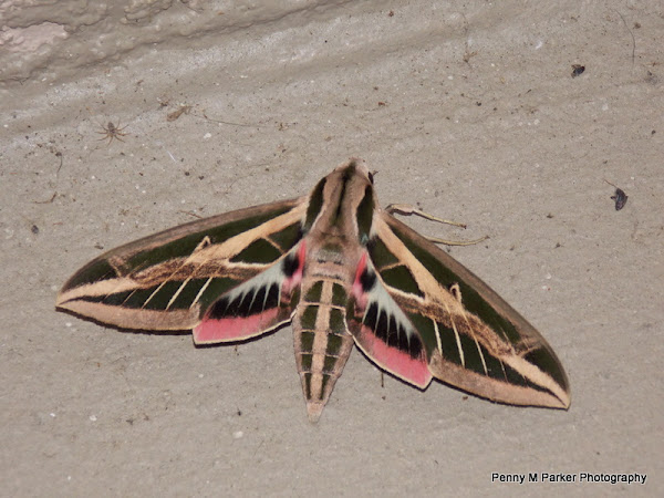 Banded Sphinx Moth | Project Noah