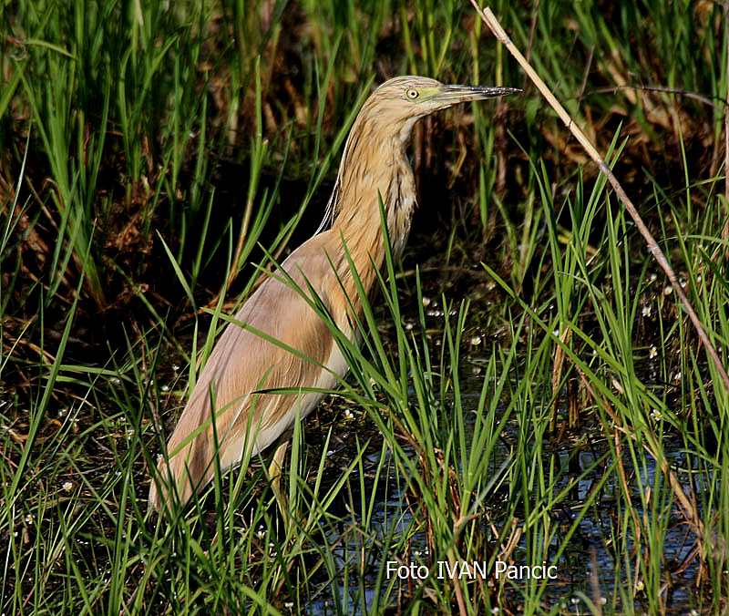 Squacco heron | Project Noah