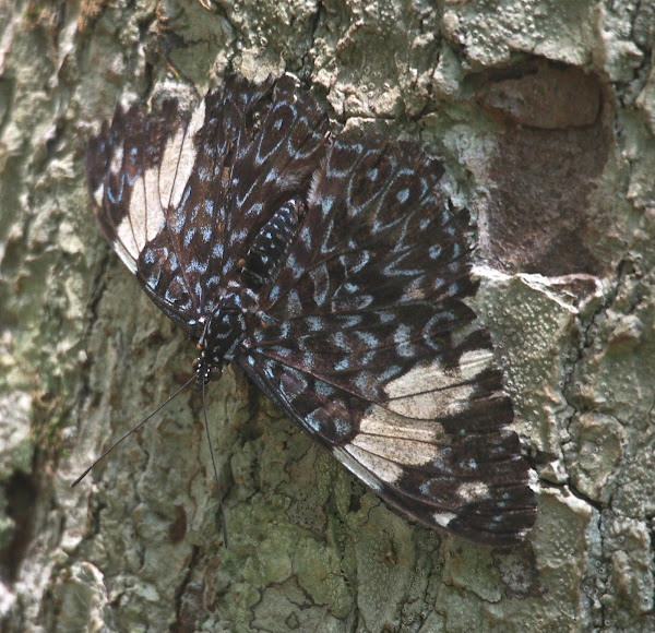 Red Cracker | Project Noah