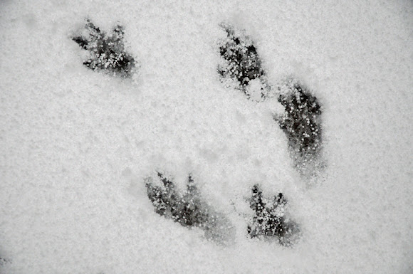Gray Squirrel (tracks) | Project Noah