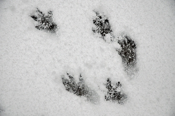 Gray Squirrel (tracks) | Project Noah
