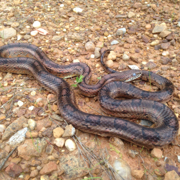 Corn snake | Project Noah