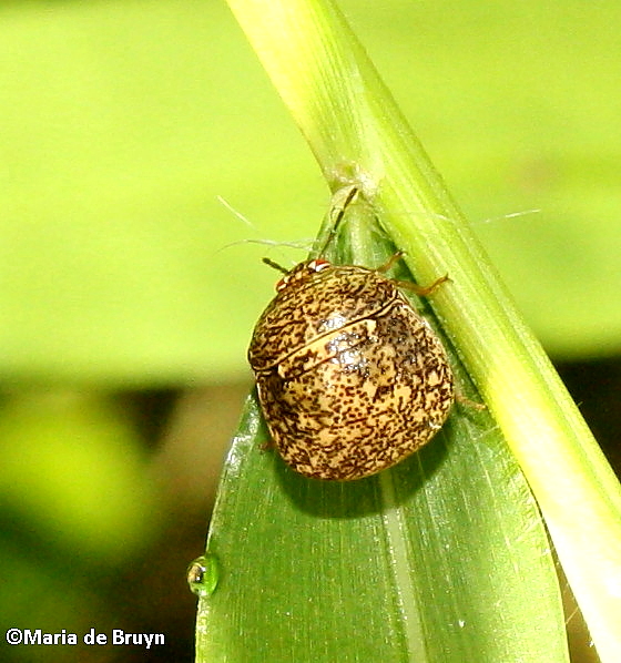 Kudzu bug | Project Noah