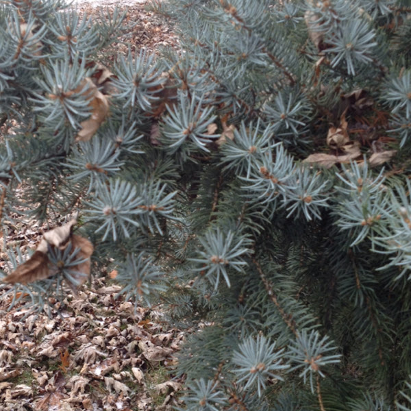 Spruce | Project Noah