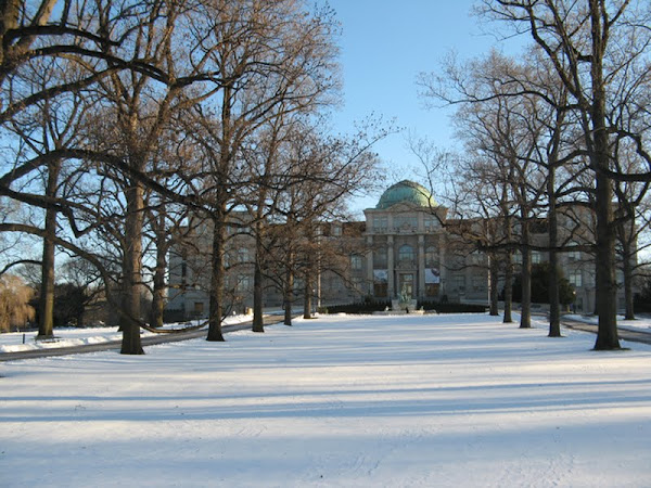 tulip poplar trees (NYBG) winter | Project Noah