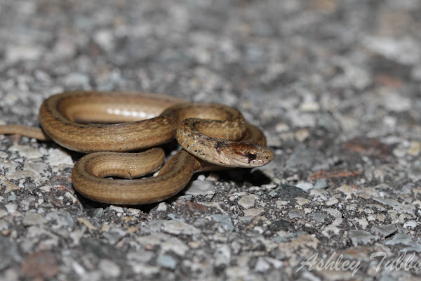 Marsh Brown Snake | Project Noah