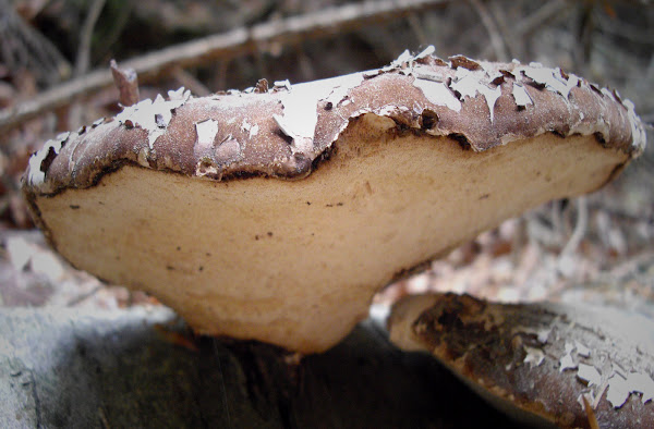 Birch Polypore | Project Noah