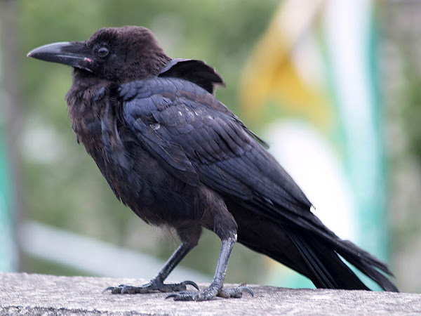 Forest Raven? | Project Noah