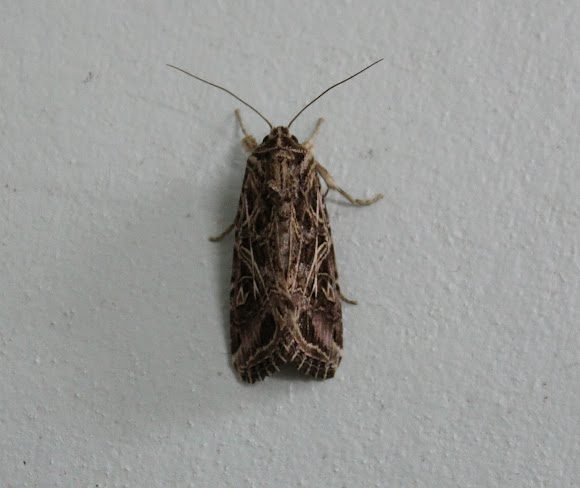 Yellow-striped Armyworm Moth | Project Noah