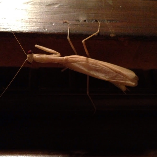 Mantid | Project Noah