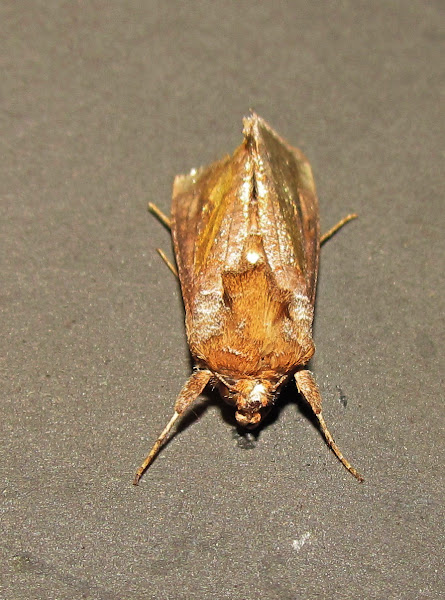 Golden Plusia | Project Noah