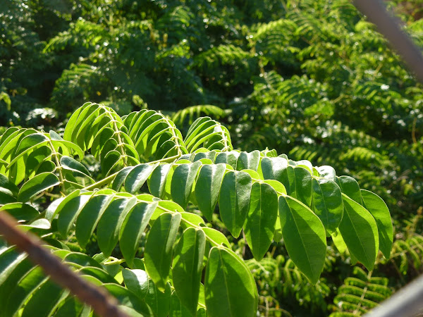 Gray Nicker Bean | Project Noah