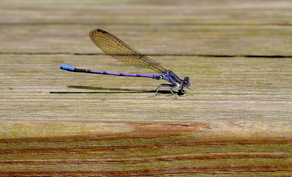 Violet Dancer | Project Noah