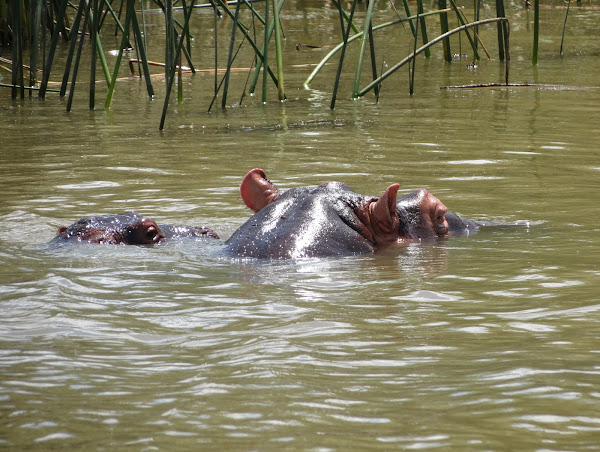 Hippopotamus | Project Noah
