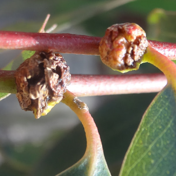 Eucalyptus leaf axil gall | Project Noah