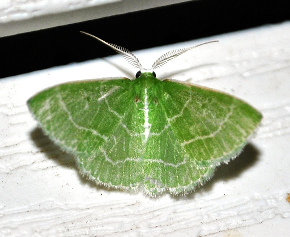 Wavy-Lined Emerald Moth | Project Noah
